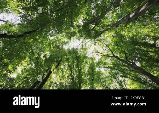 Observing the towering tops of tall trees in a dense forest from a ...