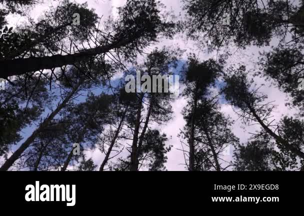 A group of tall trees stand closely together, creating a dense forest ...