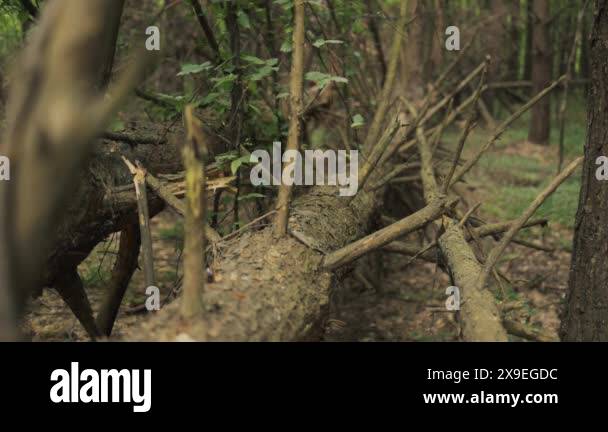 Tree fallen across path Stock Videos & Footage - HD and 4K Video Clips ...