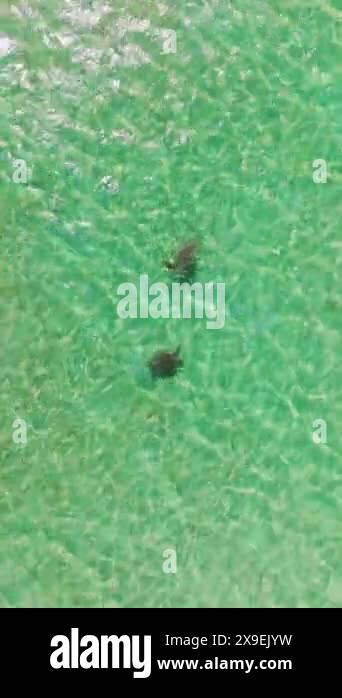 Vertical Screen: An outstanding aerial shot captures two sea turtles ...