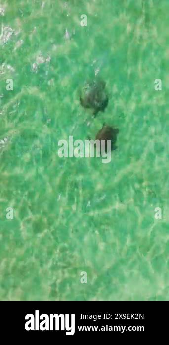 Vertical Screen: Showing aerial shots of two sea turtles swimming in ...