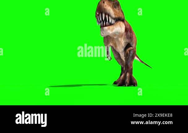 Tyrannosaurus T-Rex Run Front Green Screen 3D Rendering Animation Stock ...