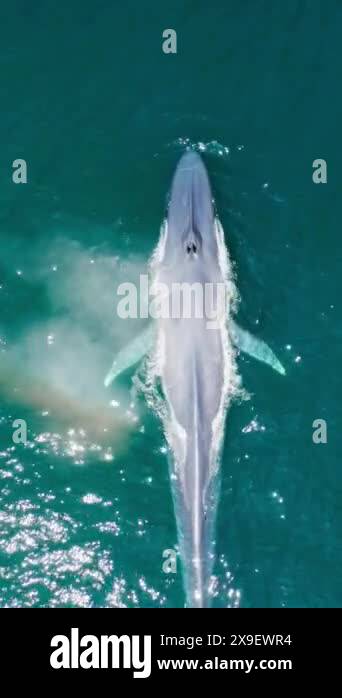 Vertical Screen: Observe the stunning beauty of a majestic blue whale ...