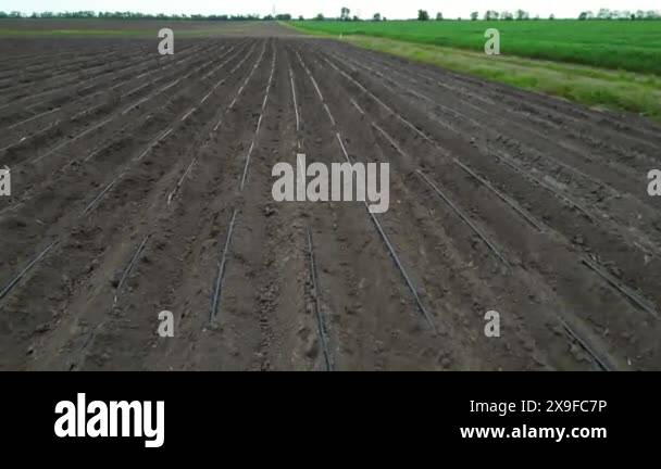 Overhead shot of an expansive field with drip irrigation pipes ...