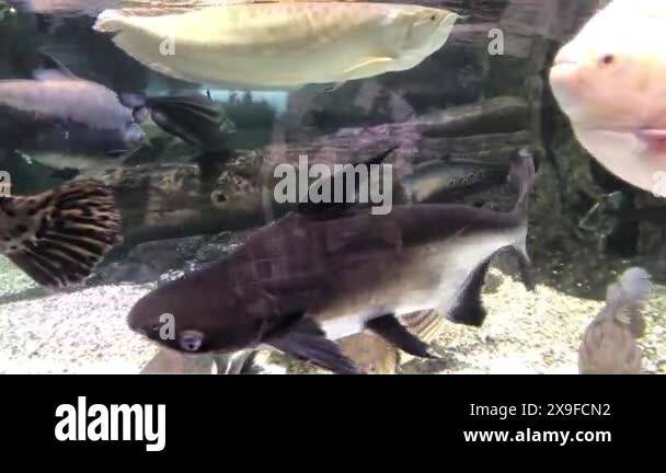 Arowana Silver albino, giant pangasius, giant Pacu, Tambaqui Albino ...