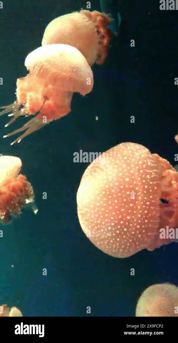 Medusa phase jellyfish Stock Videos & Footage - HD and 4K Video Clips ...