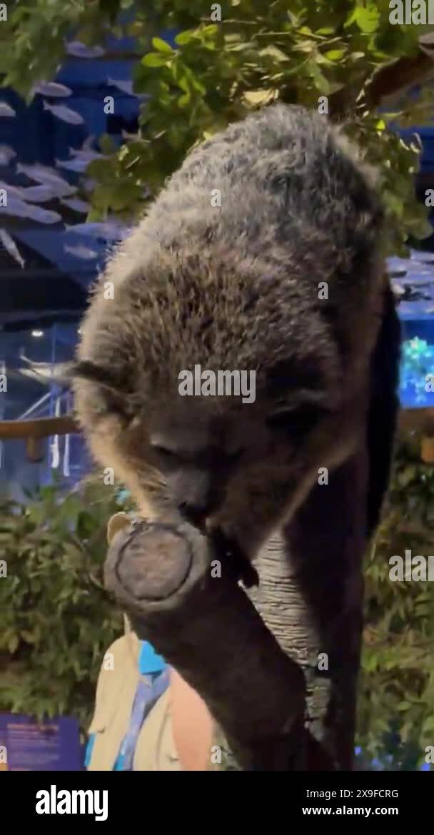 Binturung or Binturong (Arctictis binturong) is a type of large-bodied ...