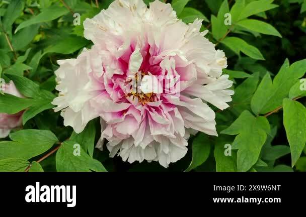 Tree peony flower. Large white pink flower with many petals of varietal ...