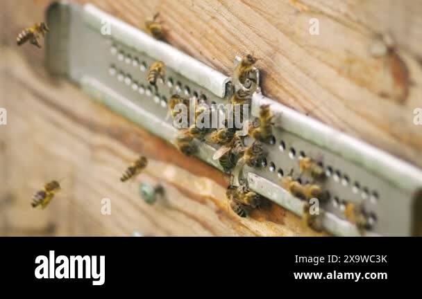 Bees swarming bring pollen to hive, extreme macro footage. Insects ...