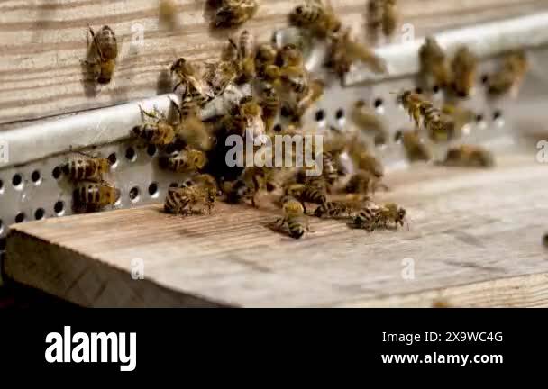 Worker bees walk and work inside hive in apiary. Pollen is put into cells of honeycomb ...