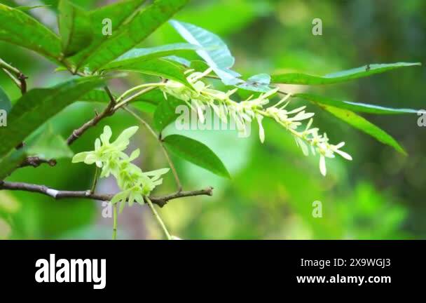 Tree of walnut family Stock Videos & Footage - HD and 4K Video Clips ...