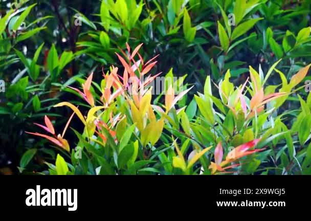 Syzygium oleina in the nature. This plant also Syzygium oleina, pucuk ...