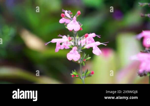 Salvia coccinea (Salvia coccinea, the blood sage, scarlet sage, Texas ...