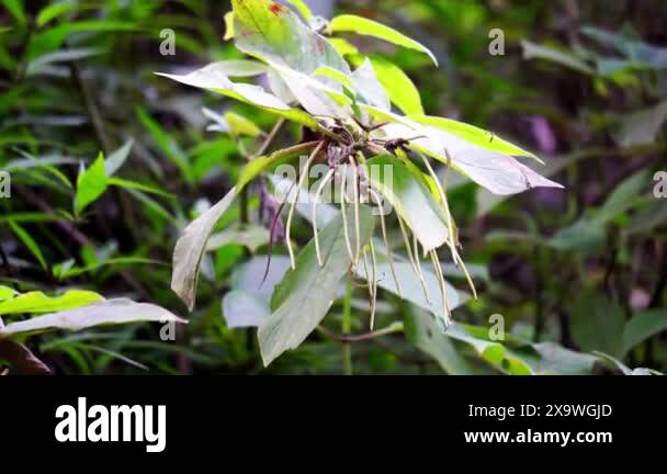 Sirih hutan (sirihan, piper aduncum, spiked pepper, spiked pepper ...