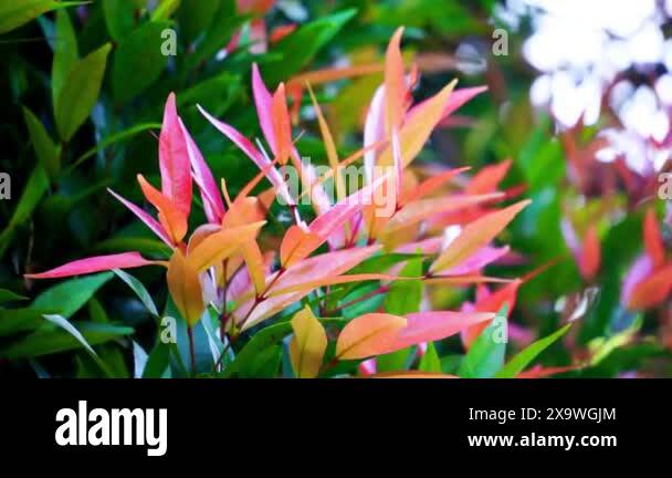 Syzygium oleina in the nature. This plant also Syzygium oleina, pucuk ...