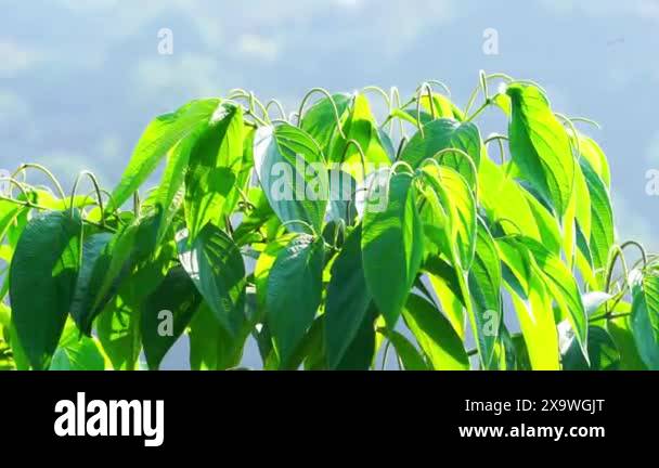 Sirih hutan (sirihan, piper aduncum, spiked pepper, spiked pepper ...