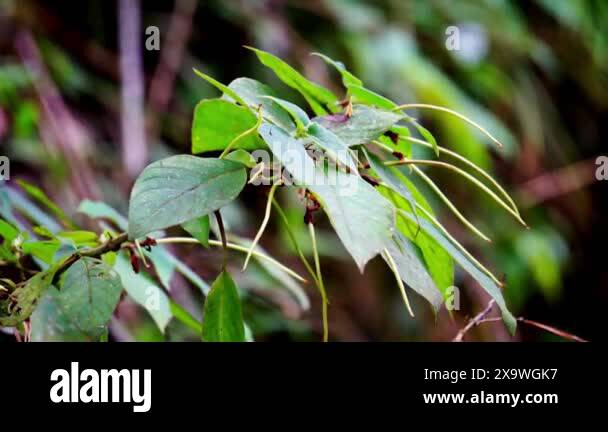 Sirih hutan (sirihan, piper aduncum, spiked pepper, spiked pepper ...
