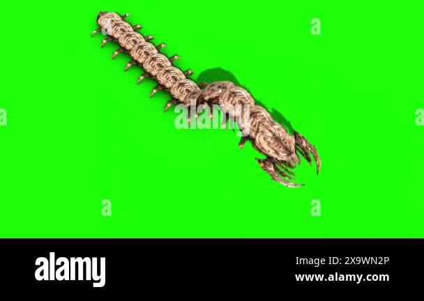 Monster Giant Centipede Attack Top Green Screen 3D Rendering Animation ...