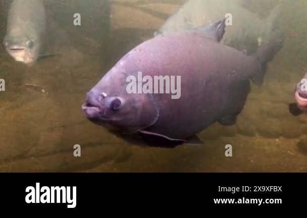 Large group indian family Stock Videos & Footage - HD and 4K Video ...