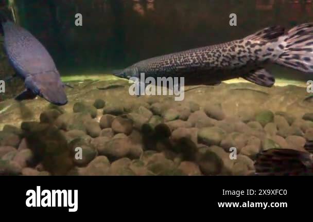 The alligator gar (Atractosteus spatula) is a euryhaline ray-finned ...