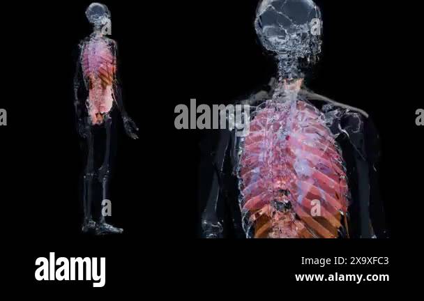 Male anatomy digestive system Stock Videos & Footage - HD and 4K Video ...