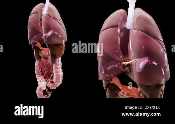 Human anatomy, internal organs, loop animation, designer details ...