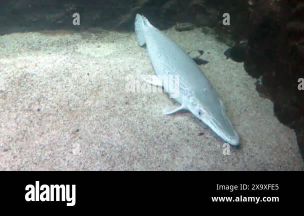 The alligator gar Albino (Atractosteus spatula) is a euryhaline ray ...