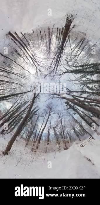 This captivating video offers a unique perspective of a snowy forest ...