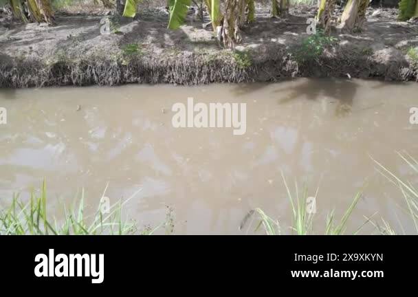 Irrigation system in coconut plantation, water source and reserved for ...