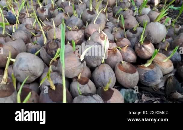 Coconut nursery for palm farm with many seedling on plantation at Ben ...