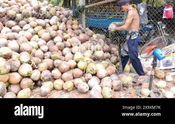 Mainstream economy of Ben Tre is coconut tree with large area, man ...