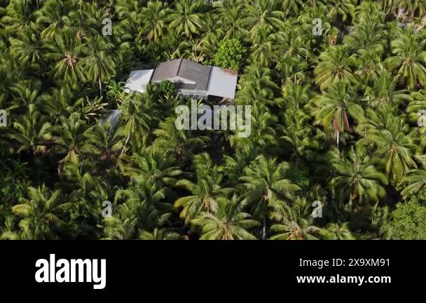 Amazing aerial view of Mekong Delta village, vast coconut, nipa tree ...