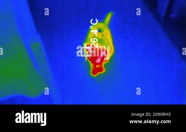 A thermal image captures a cat walking, highlighting the warmer areas ...