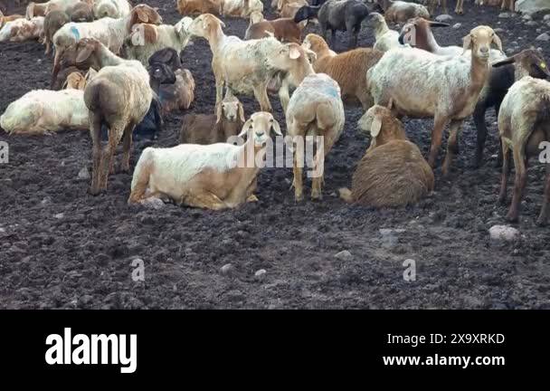 flock of fat-tailed sheep are lying on dirty ground in a open-air ...