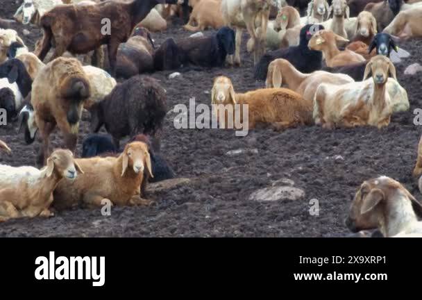 flock of fat-tailed sheep are lying on dirty ground in a open-air ...