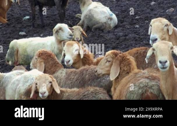 flock of fat-tailed sheep are lying on dirty ground in a open-air ...