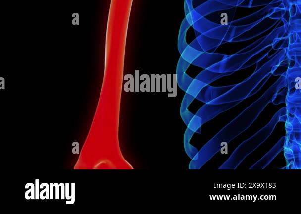 Humerus bone anatomy Stock Videos & Footage - HD and 4K Video Clips - Alamy