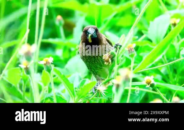 Nutmeg mannikin finch Stock Videos & Footage - HD and 4K Video Clips ...