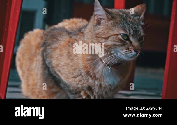 Resilience animal Stock Videos & Footage - HD and 4K Video Clips - Alamy