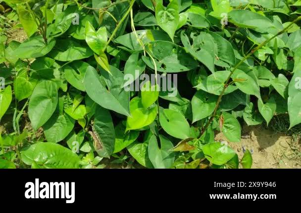 Dioscorea bulbifera commonly known as the air potato, aerial yam Stock ...