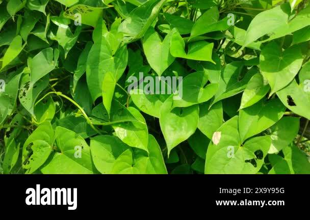 Dioscorea bulbifera commonly known as the air potato, aerial yam Stock ...