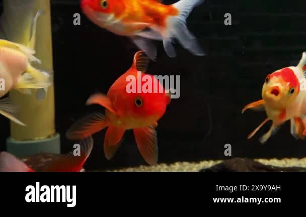 Goldfish aquariums gold fish aquarium Stock Videos & Footage - HD and ...