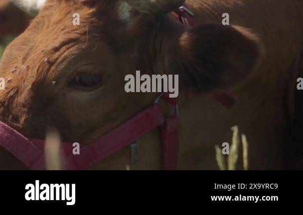 The muzzle of a cow with red fur is a close-up. The cow flaps her ears ...