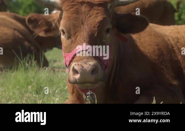 Eyes cow dairy cow cows Stock Videos & Footage - HD and 4K Video Clips ...