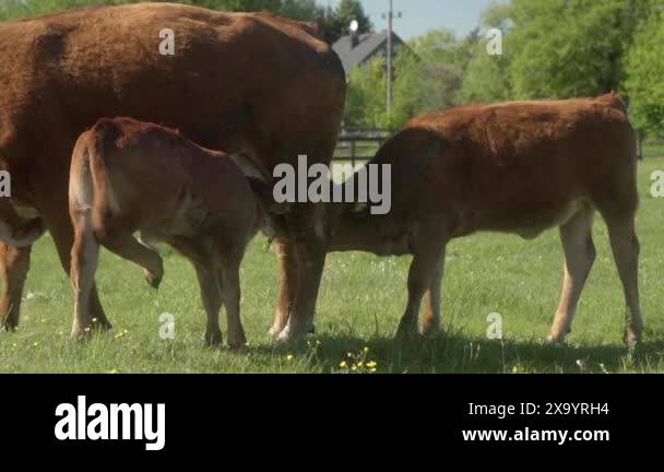 Two calves together suck milk from the udder of a mother cow. A free-range cow is grazing in a ...