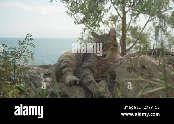 Waking Up on a Rock by the Sea, a Striped Cat Washes Its Face with Its ...