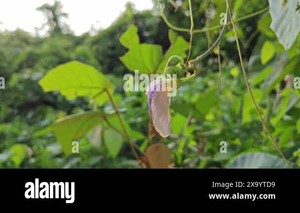 Creeping violet Stock Videos & Footage - HD and 4K Video Clips - Alamy