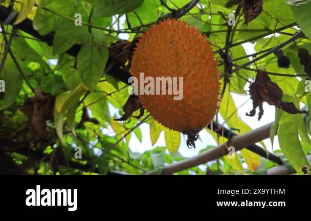spiky momordica cochinchinensis fruit hanging on the vine tree Stock ...