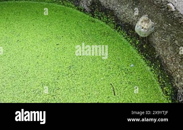 Algae fungus Stock Videos & Footage - HD and 4K Video Clips - Alamy