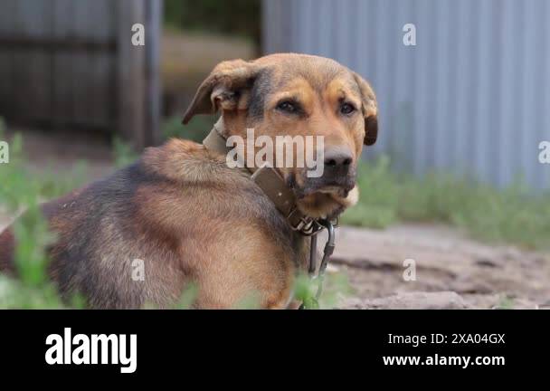 Dog chained at home near his kennel and bowls of food. Sad, hungry ...